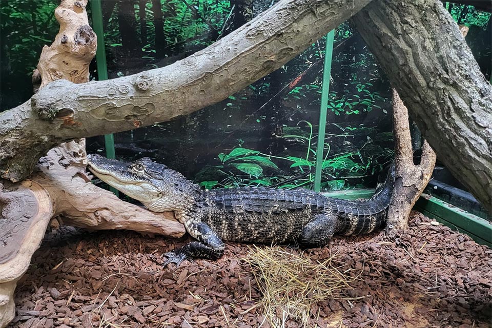 American Aligator - lacoste ~ Get to know animals