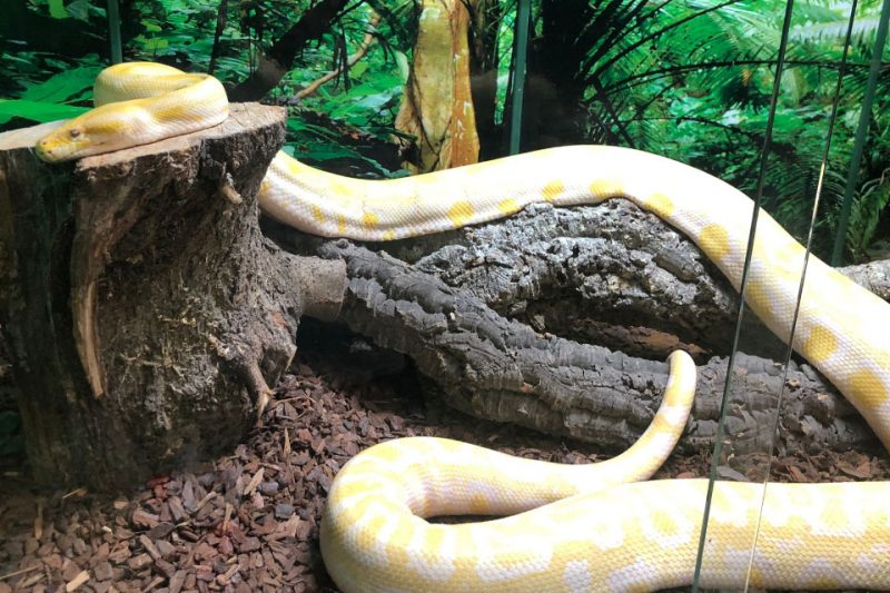 Burmese Python - The Hulk ~ Get to know animals